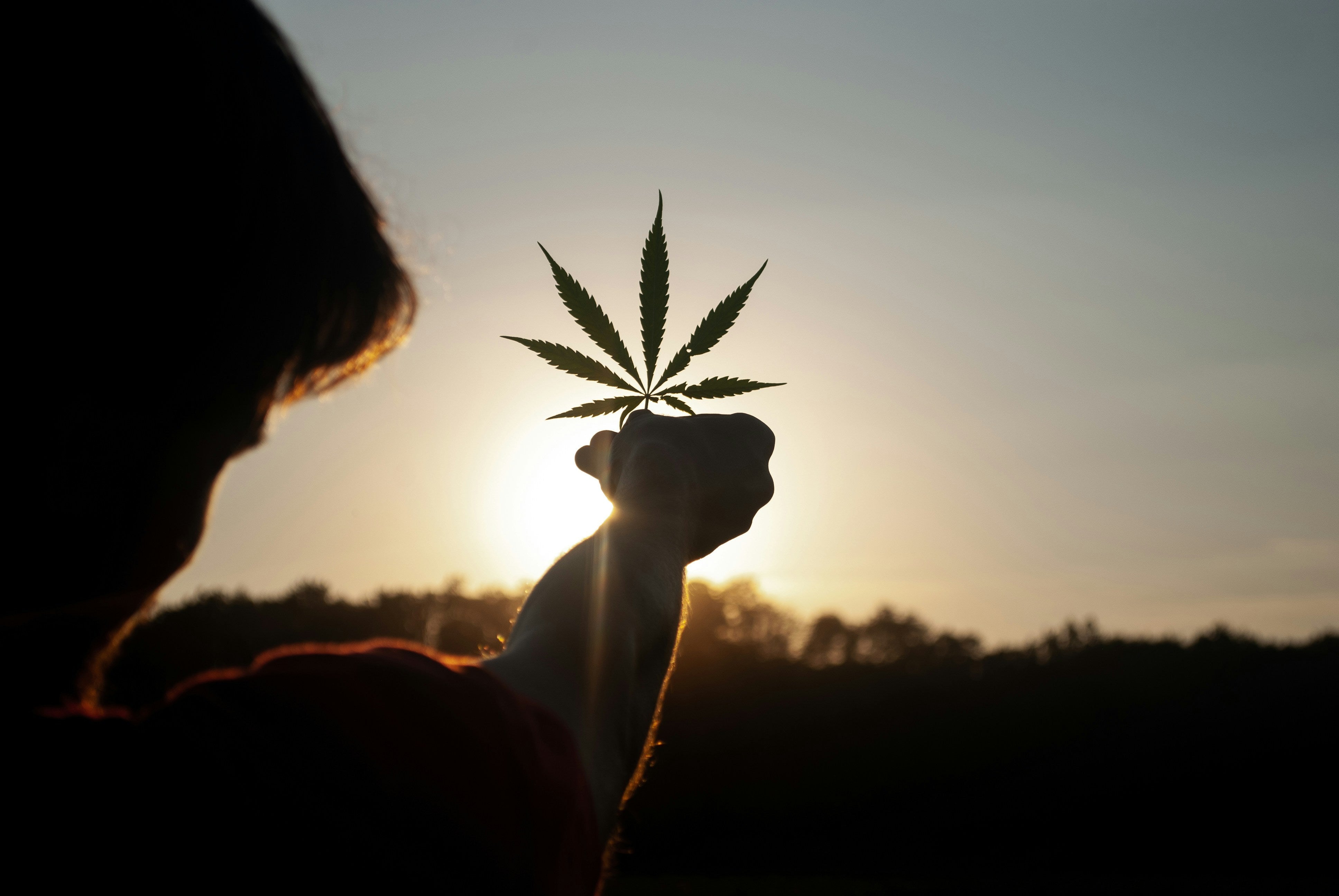 Weird But True Facts About Cannabinoids and Your Brain (2025 Edition ...